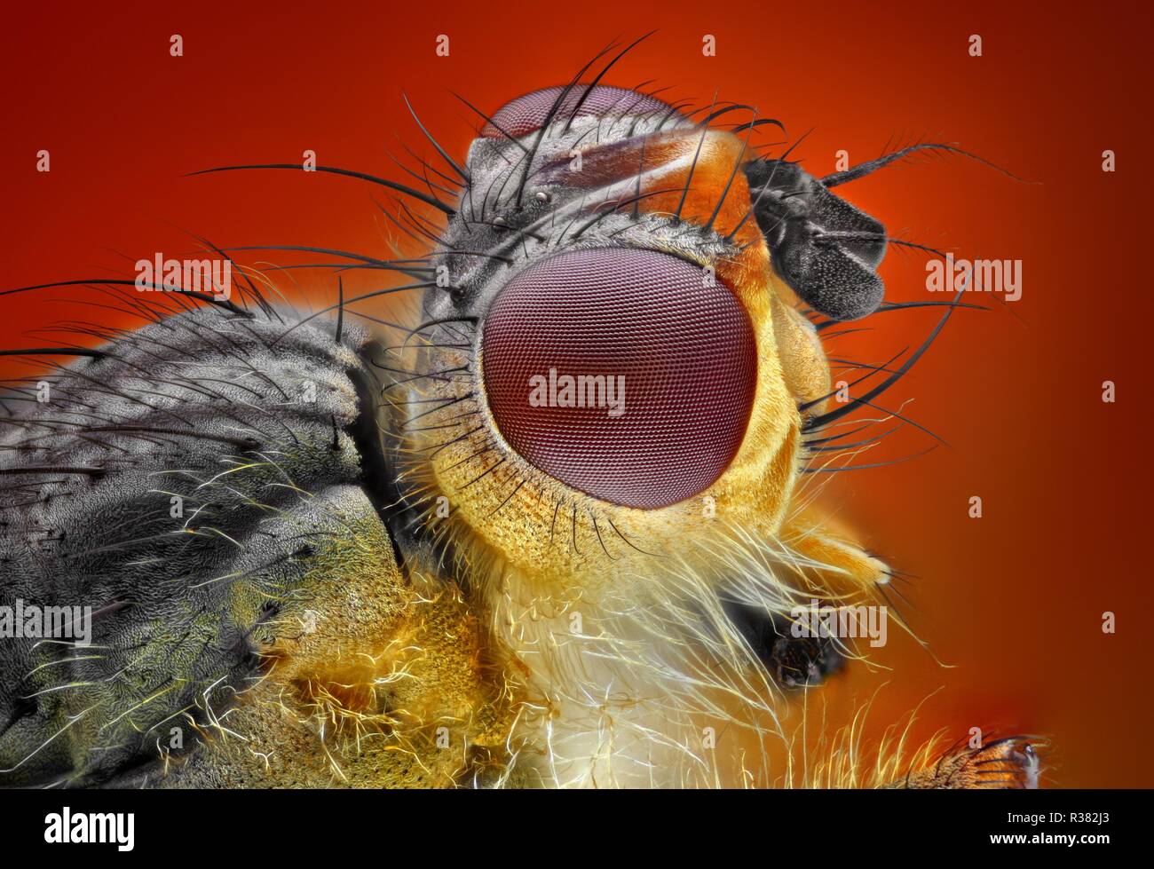 Microscopic view eye fly hi-res stock photography and images - Alamy