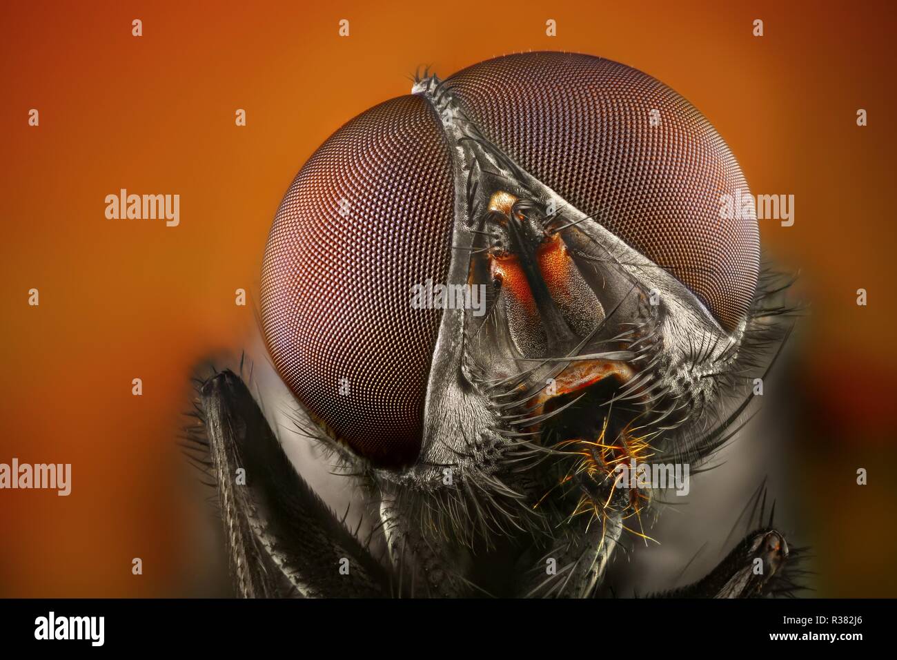 Microscopic images hi-res stock photography and images - Alamy