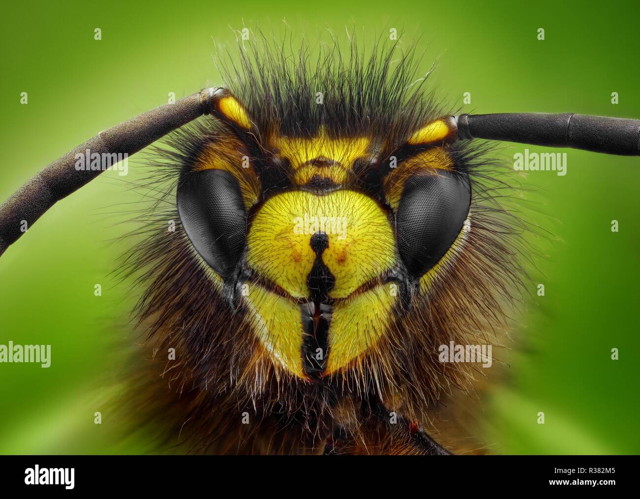 Wasp images hi-res stock photography and images - Alamy