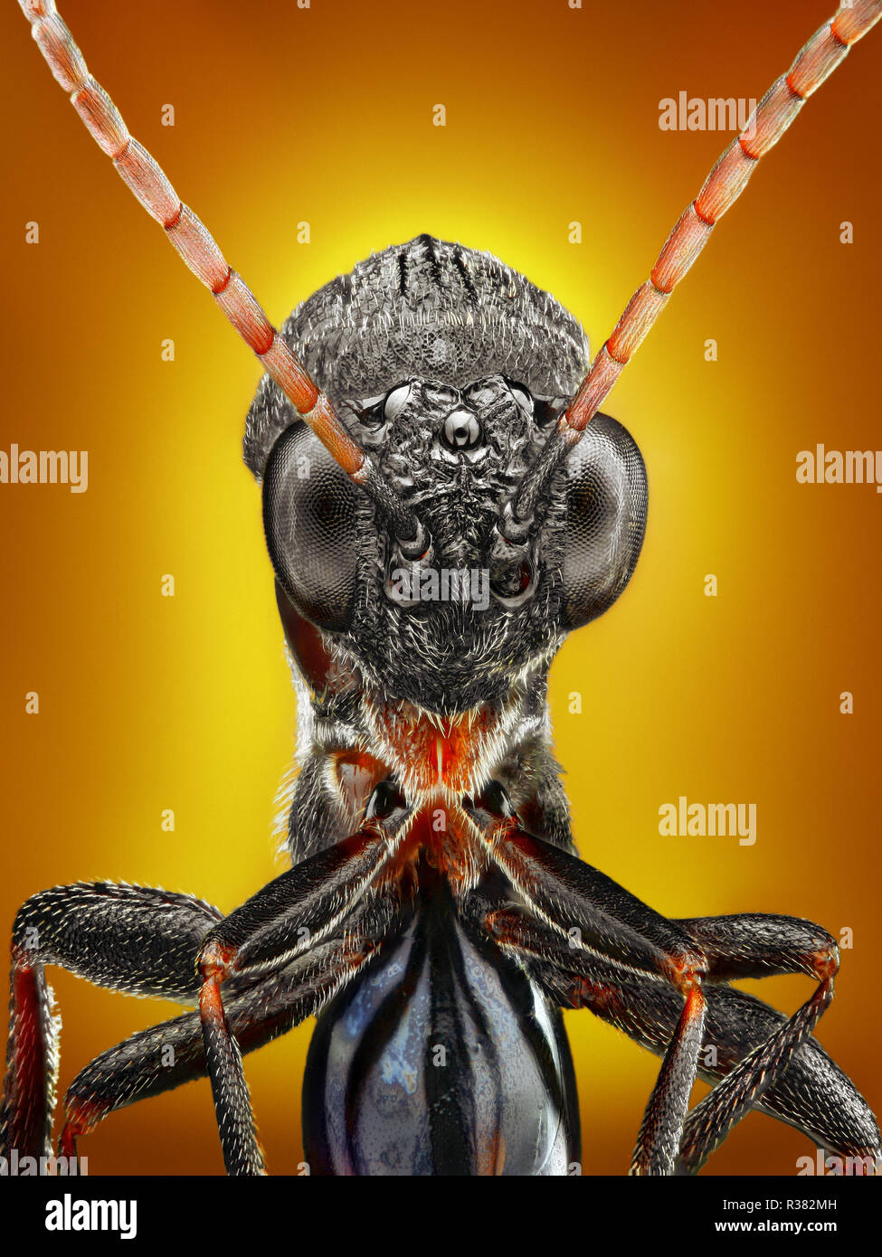 Extreme magnification body hi-res stock photography and images - Alamy