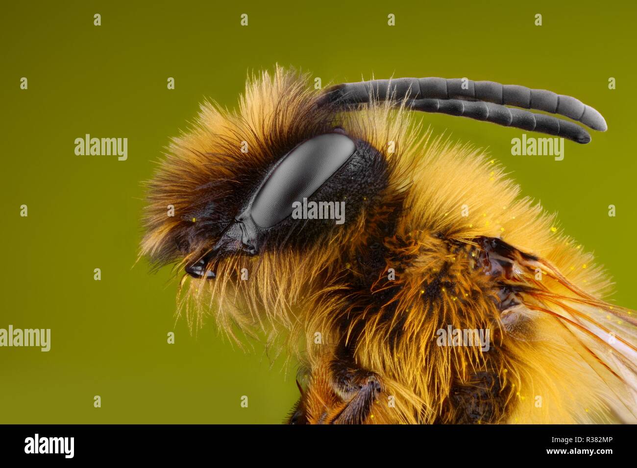 Bee head hi-res stock photography and images - Alamy
