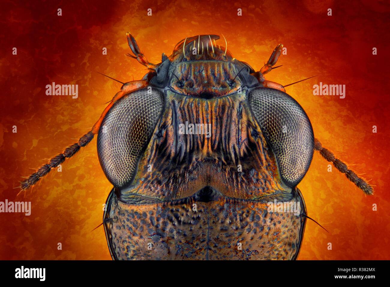 Beetle head hi-res stock photography and images - Alamy