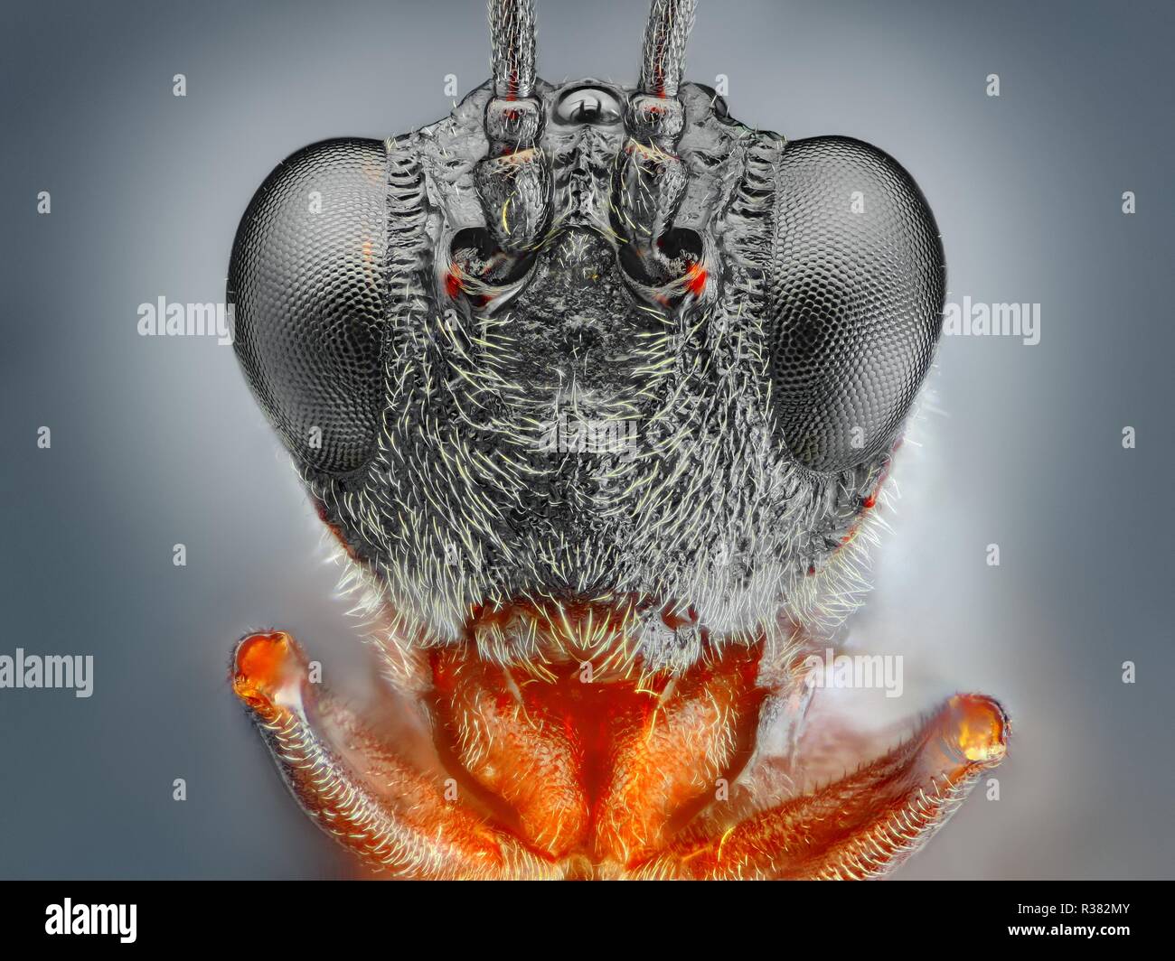 Extremely sharp and detailed study of a small wasp taken with a ...