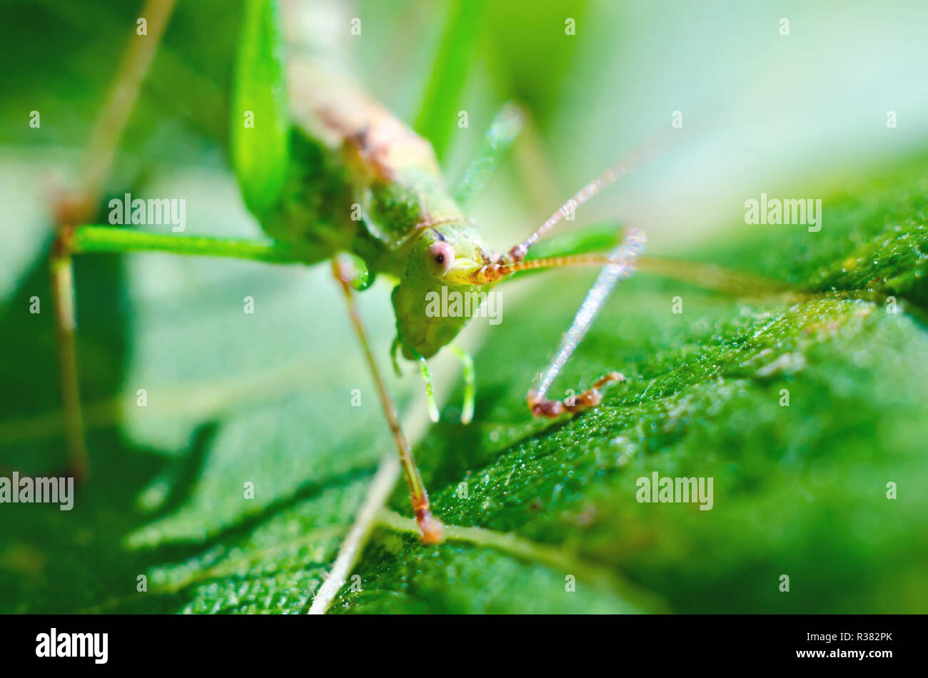 Summer green leaf hi-res stock photography and images - Alamy