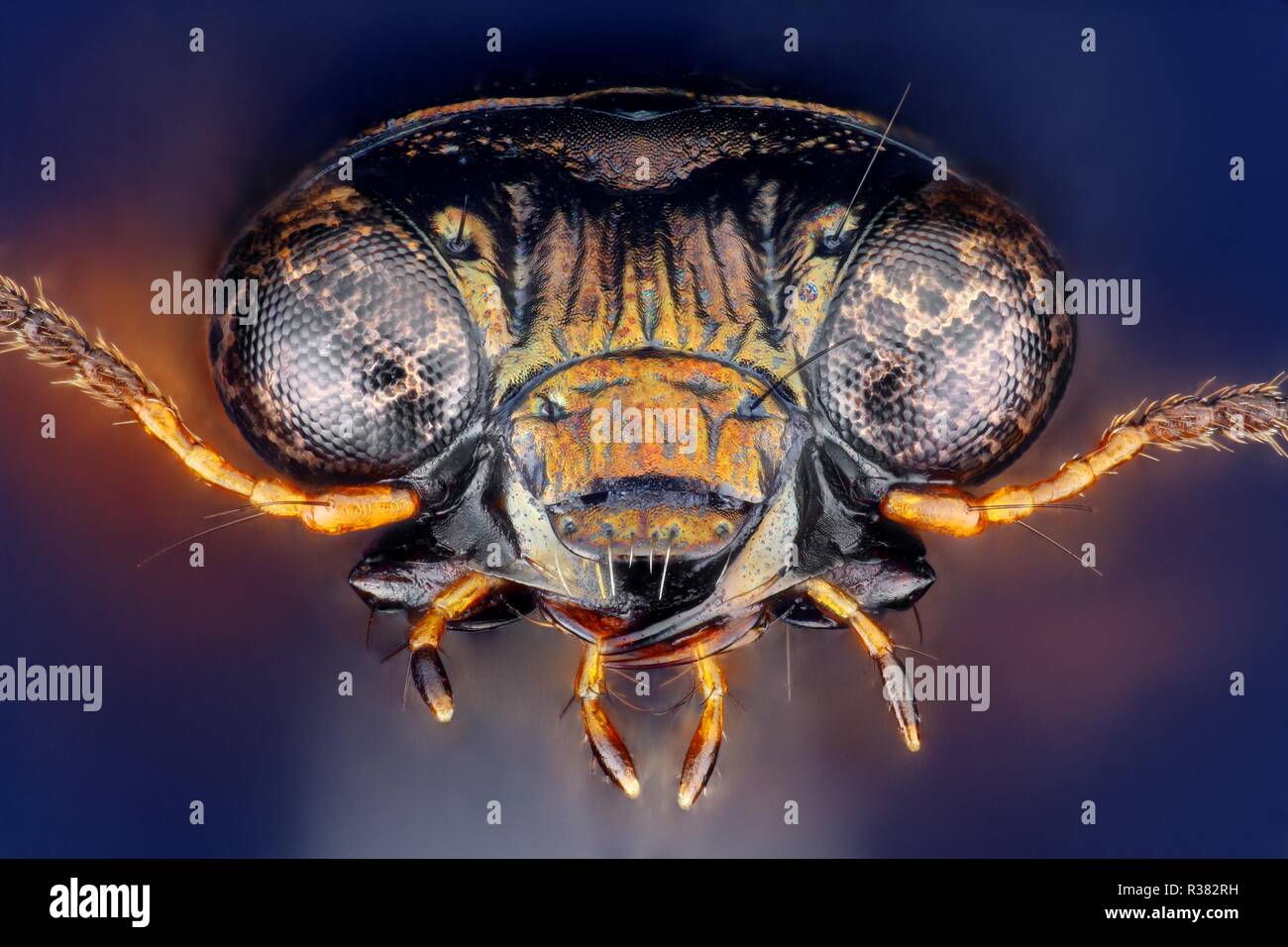Beetle hi-res stock photography and images - Alamy