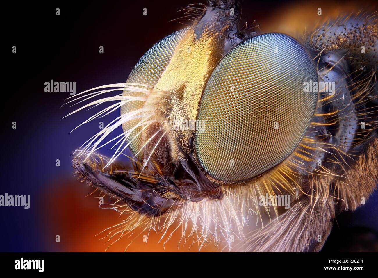 Fly head micro hi-res stock photography and images - Alamy