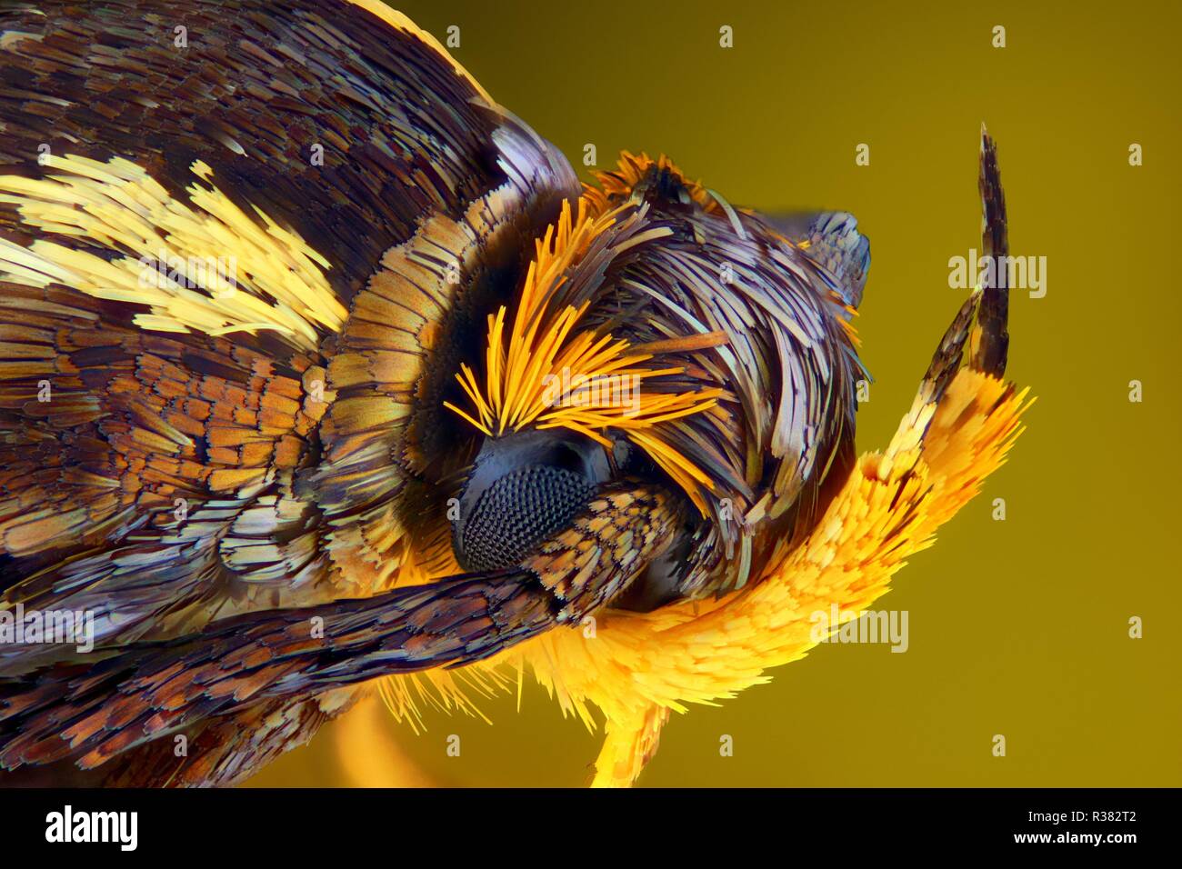 Close up nose moth antenna hi-res stock photography and images - Alamy