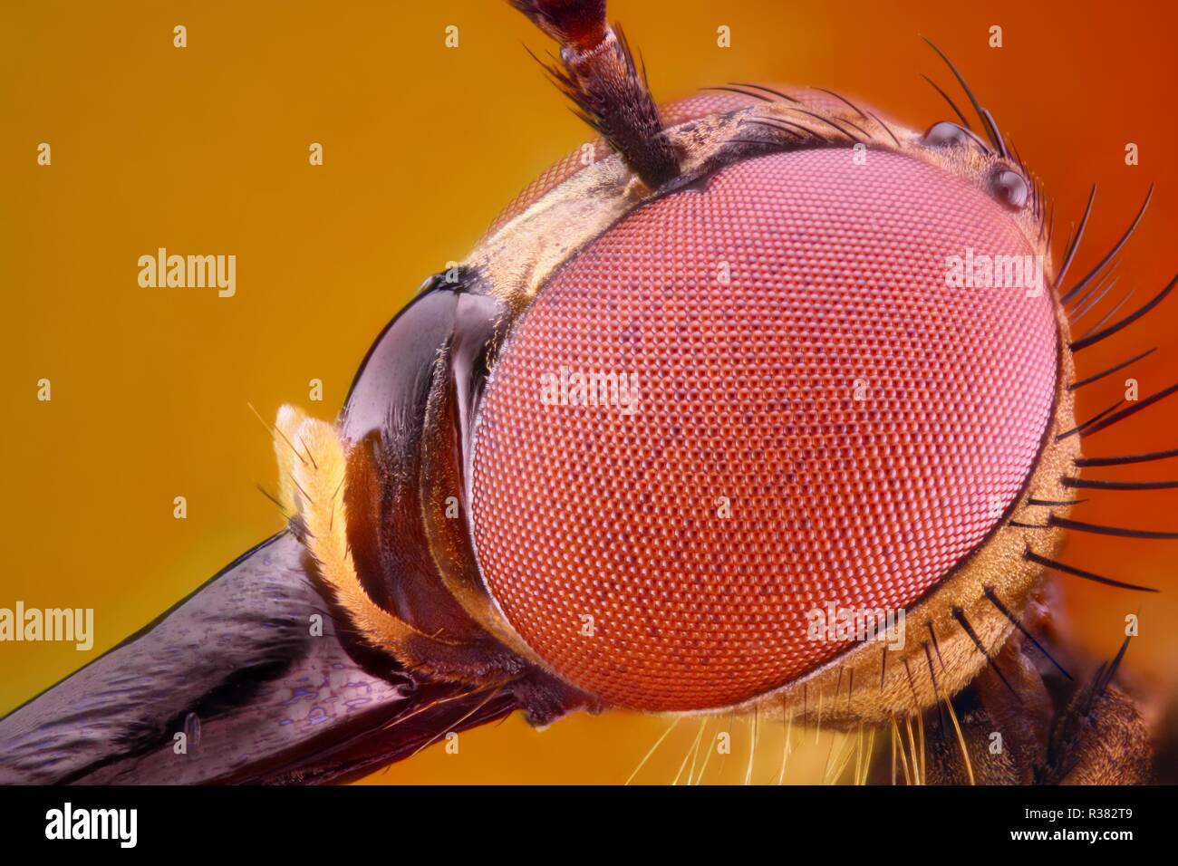 Fly with white compound eye hi-res stock photography and images - Alamy