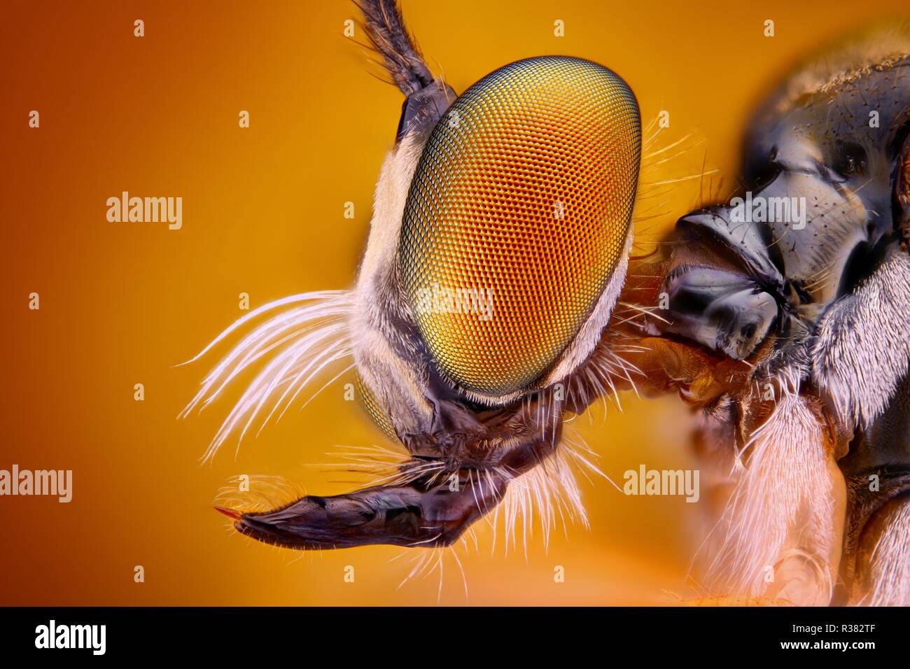 Microscopic view of fly hi-res stock photography and images - Alamy