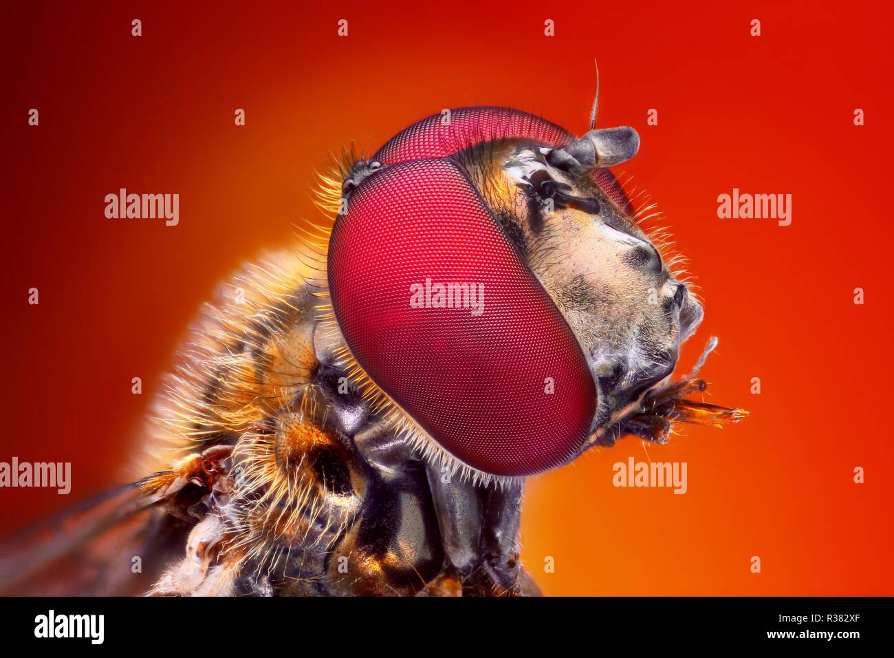 Microscopic view eye fly hi-res stock photography and images - Alamy