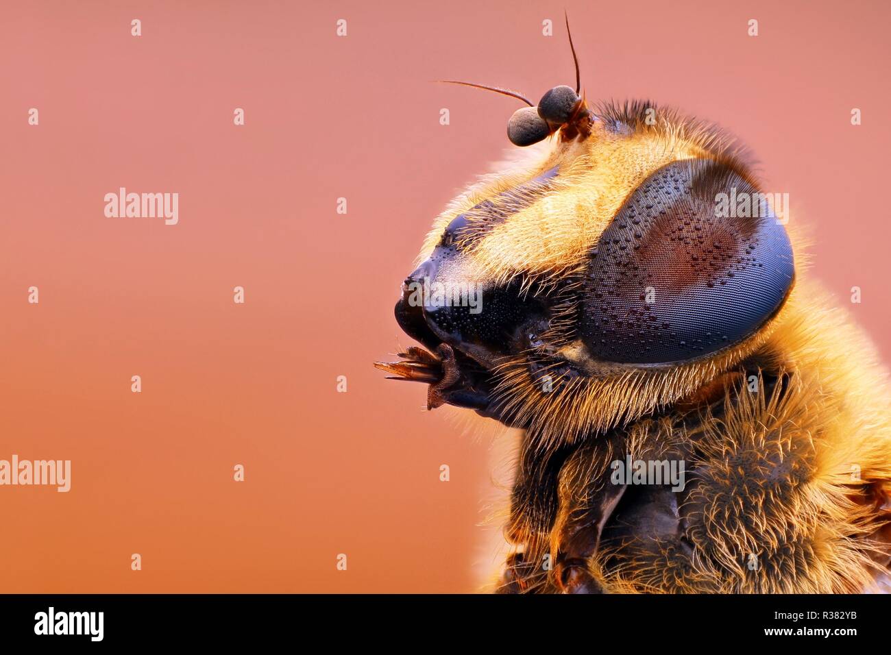 Microscopic view of a fly hi-res stock photography and images - Alamy
