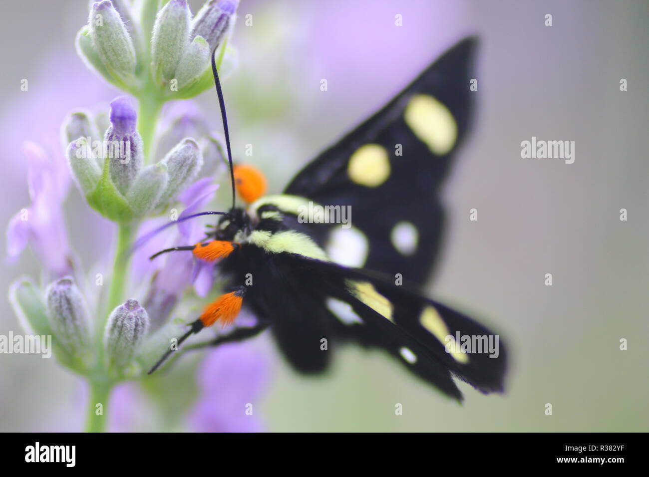 Eight Spotted Forester Moth on Lavender Stock Photo - Alamy