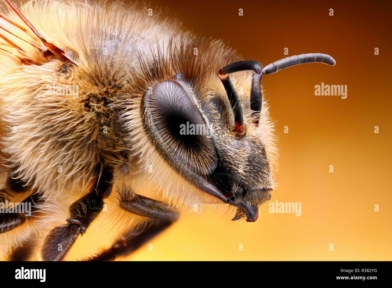Extremely sharp and detailed study of a Bee head taken with a macro ...
