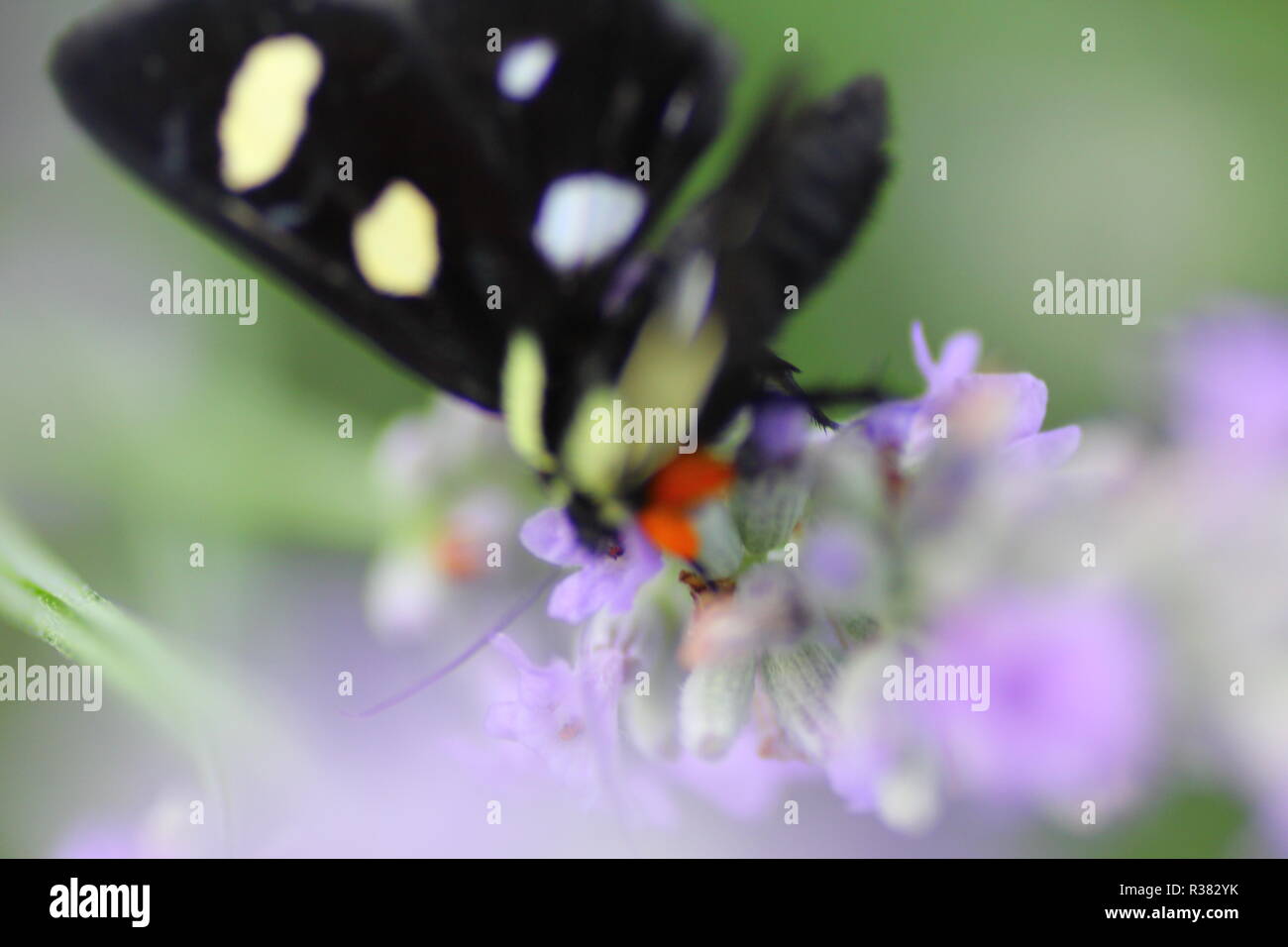 Eight Spotted Forester Moth on Lavender Stock Photo - Alamy