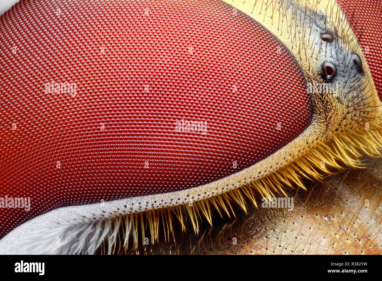 Extreme sharp and detailed image of the hoverfly compound eye surface ...