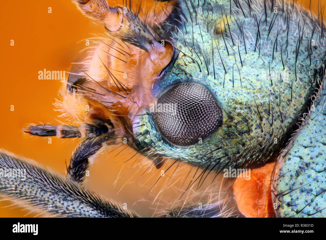 Extremely sharp and detailed study of an insect head taken with a ...