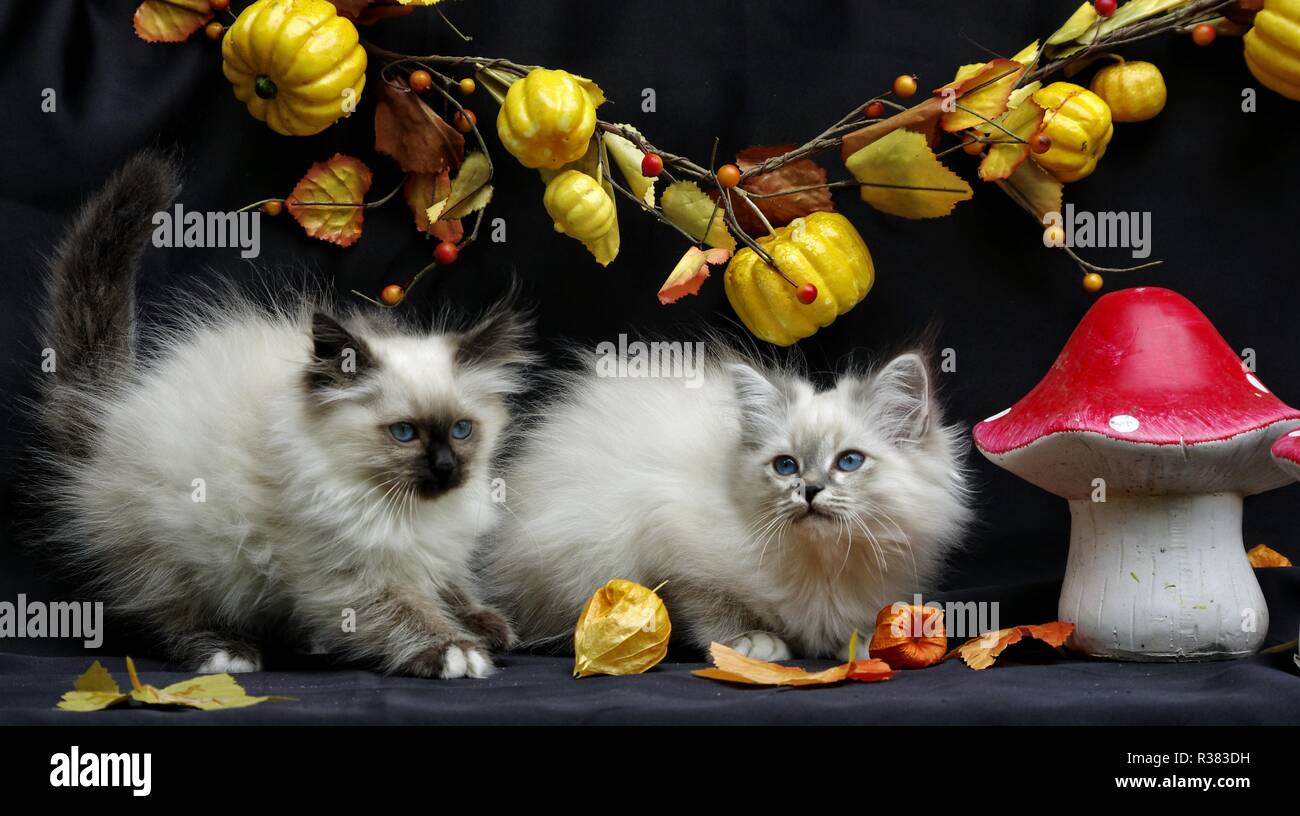 Saint ines hi-res stock photography and images - Alamy