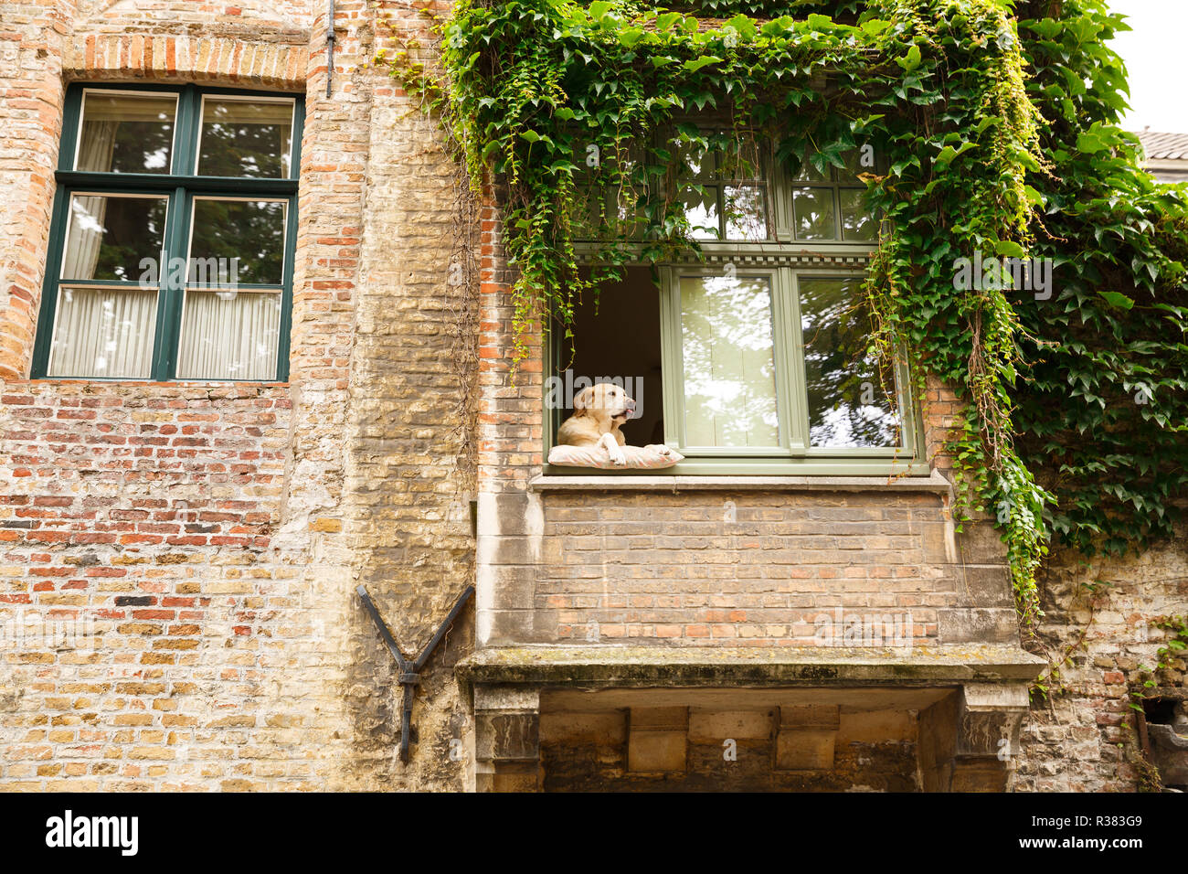 Belgium dog hi-res stock photography and images - Alamy