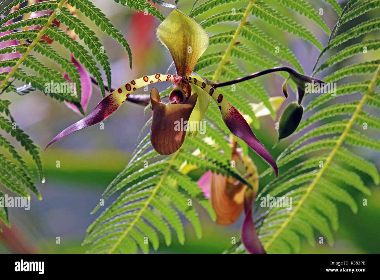 tropenorchidee paphiopedilum lowii Stock Photo - Alamy