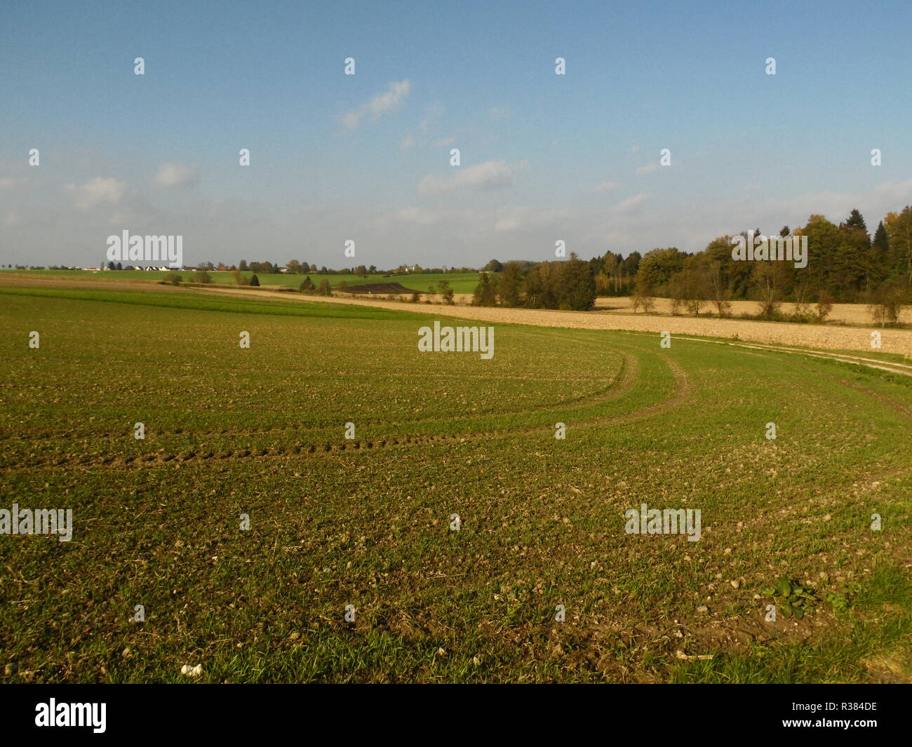 Curvaceous tree hi-res stock photography and images - Alamy