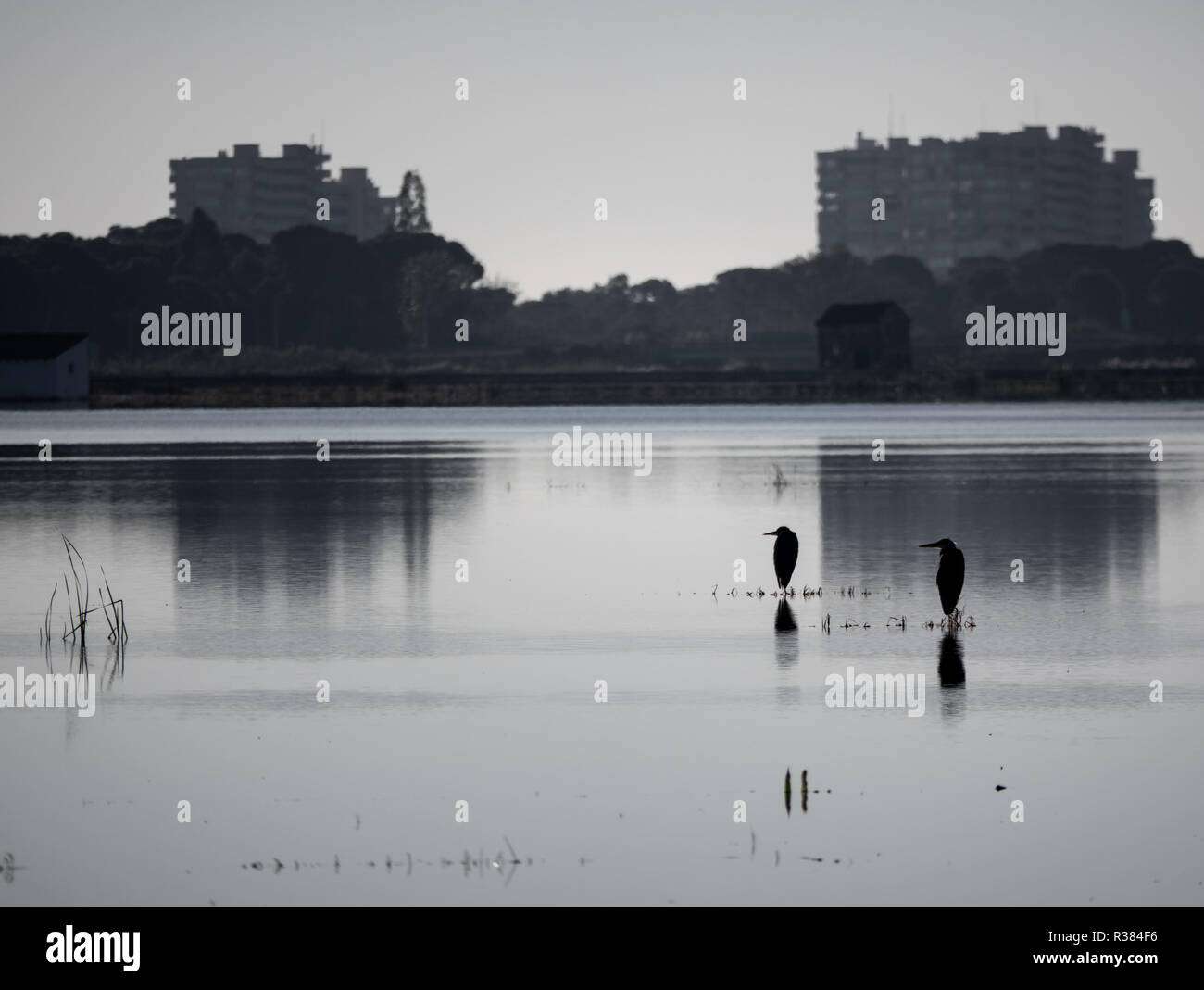 Birds looking to the left, high contrast Stock Photo - Alamy