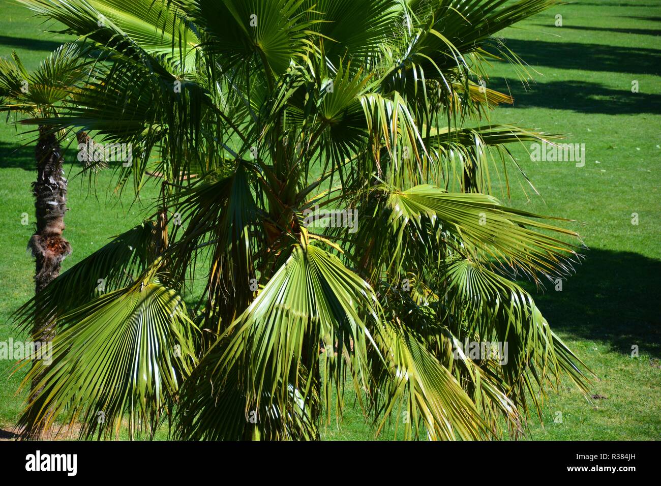 Palm tree grass hi-res stock photography and images - Alamy
