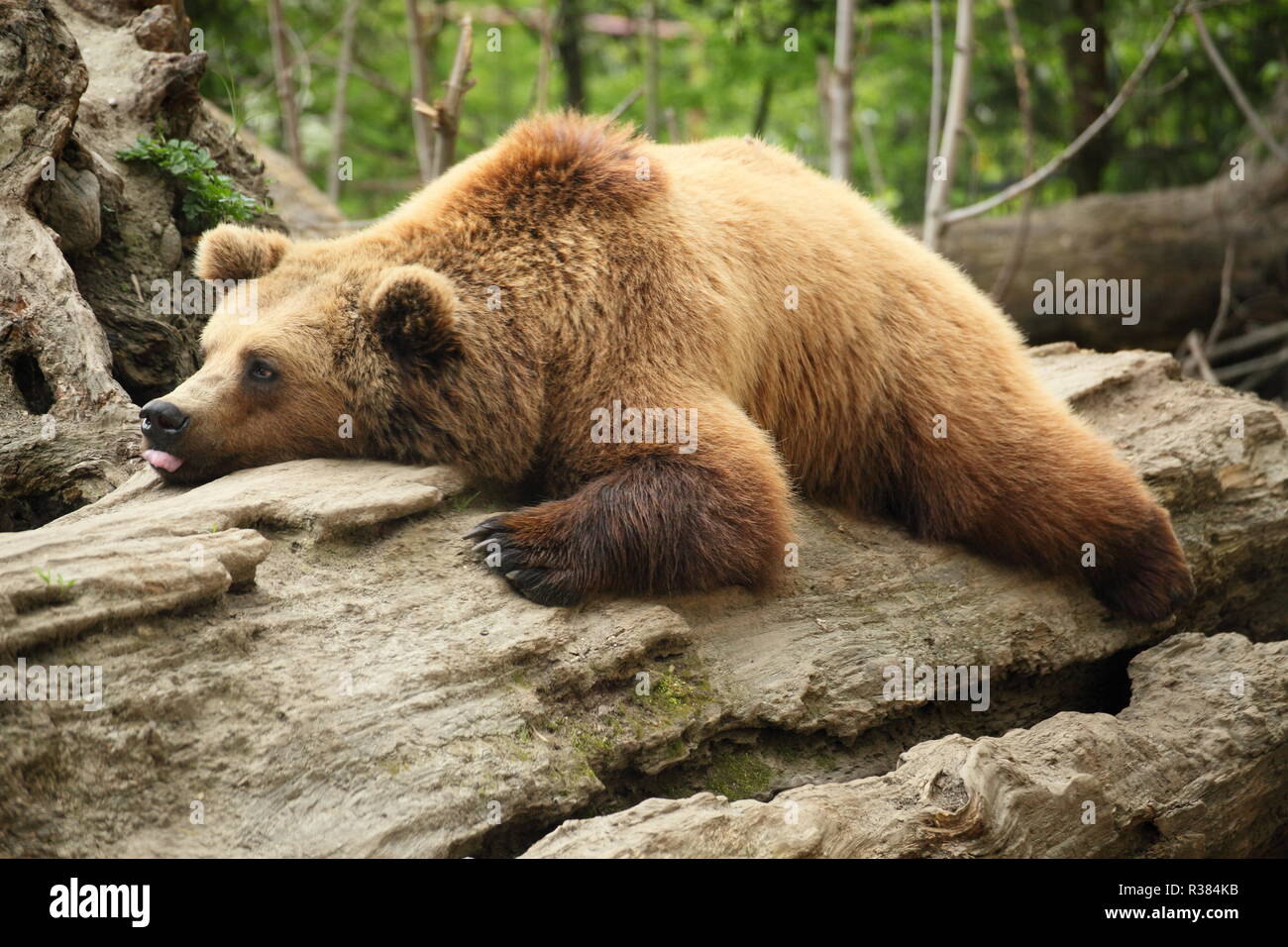Lazy bear hi-res stock photography and images - Alamy