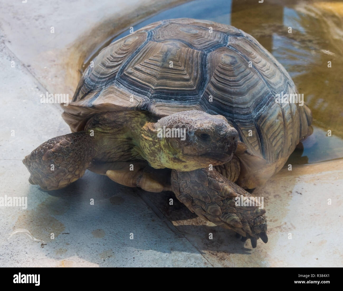 Testudo elegans hi-res stock photography and images - Alamy
