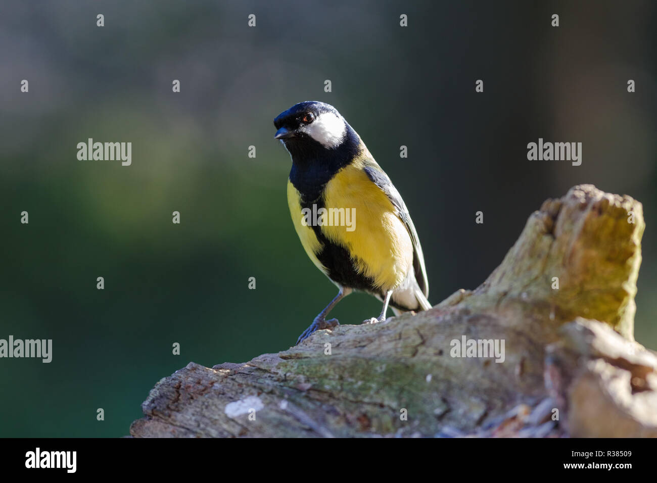 Meisenart hi-res stock photography and images - Alamy