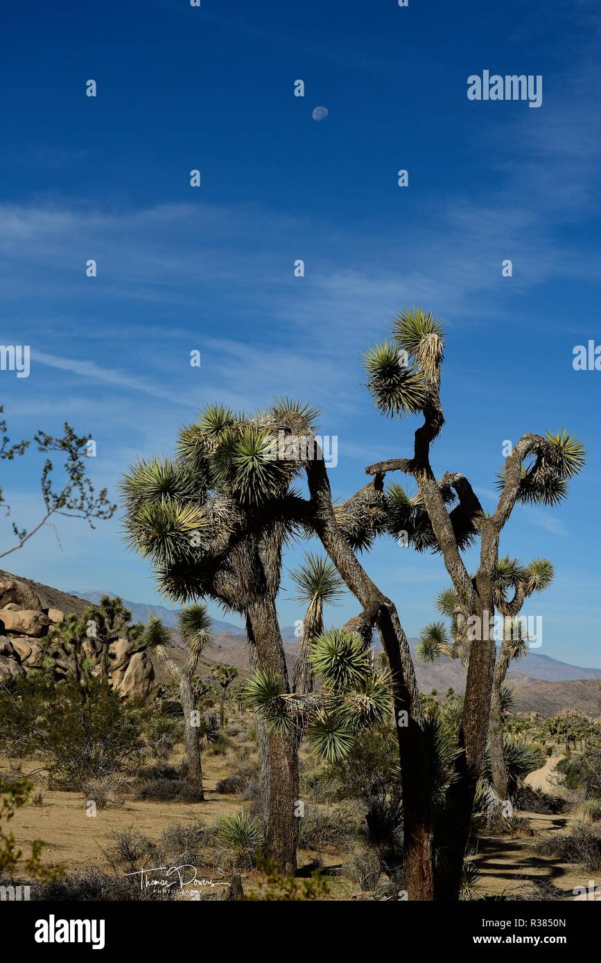Moon over desert hi-res stock photography and images - Alamy