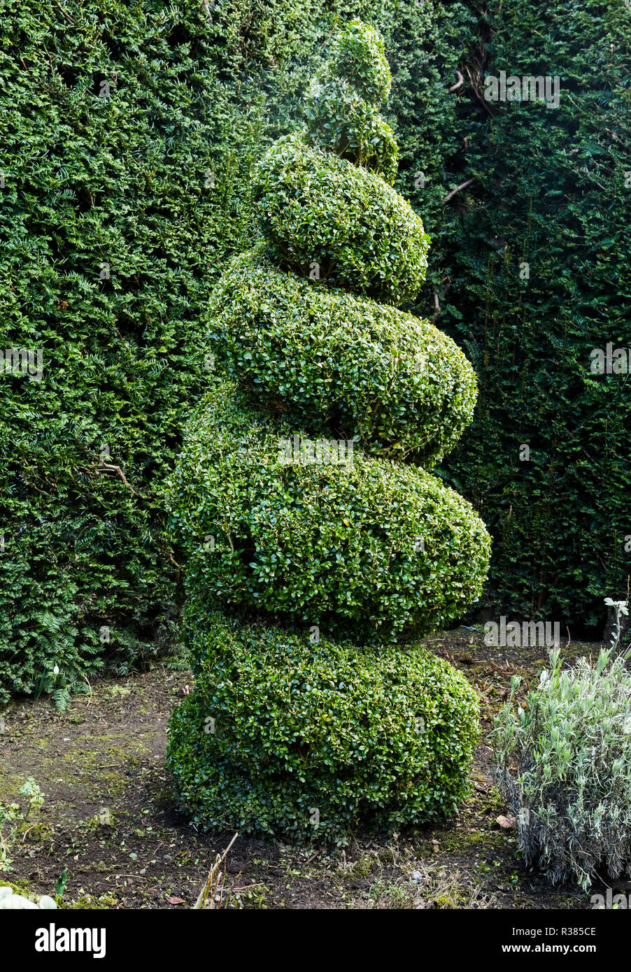 Hedge shrubs shrub perennials hi-res stock photography and images - Alamy
