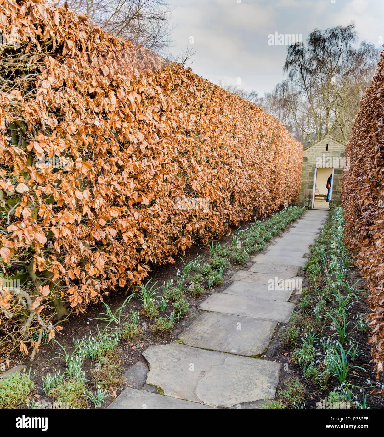 Beech Hedge Lined Path High Resolution Stock Photography and Images - Alamy