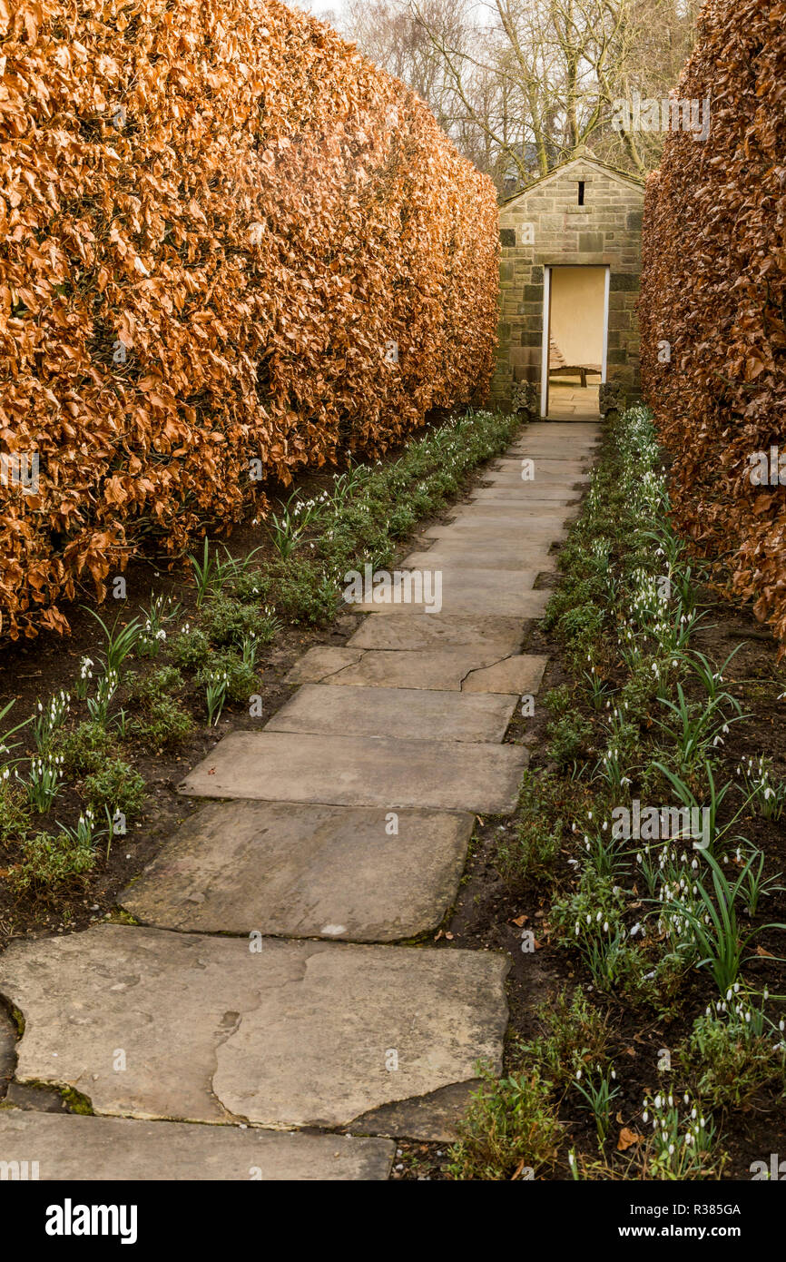 Beech Hedge Lined Path High Resolution Stock Photography and Images - Alamy