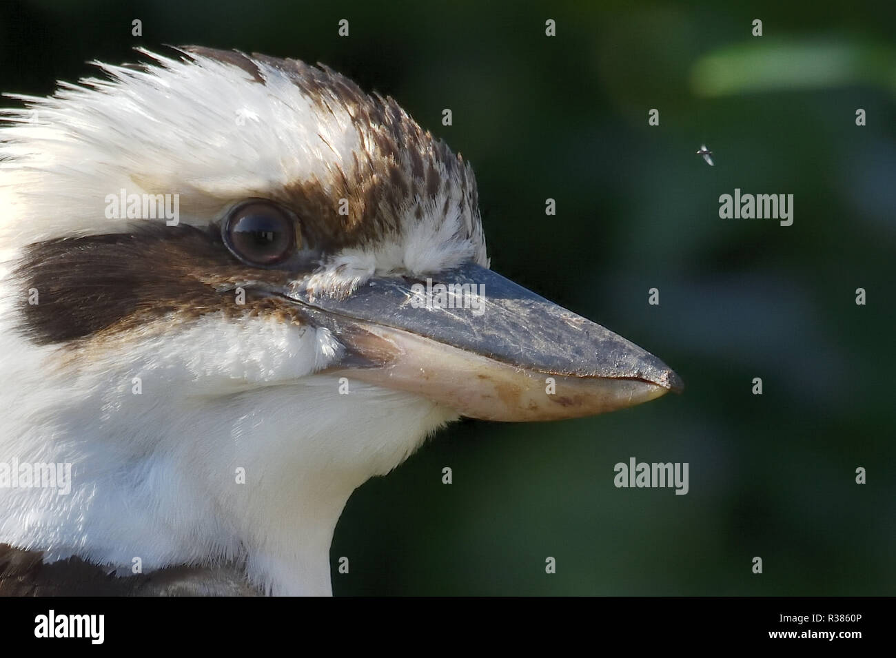 Laughing Bug High Resolution Stock Photography and Images - Alamy