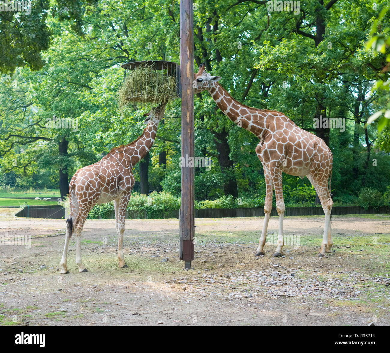 Berlin zoo giraffe hi-res stock photography and images - Alamy