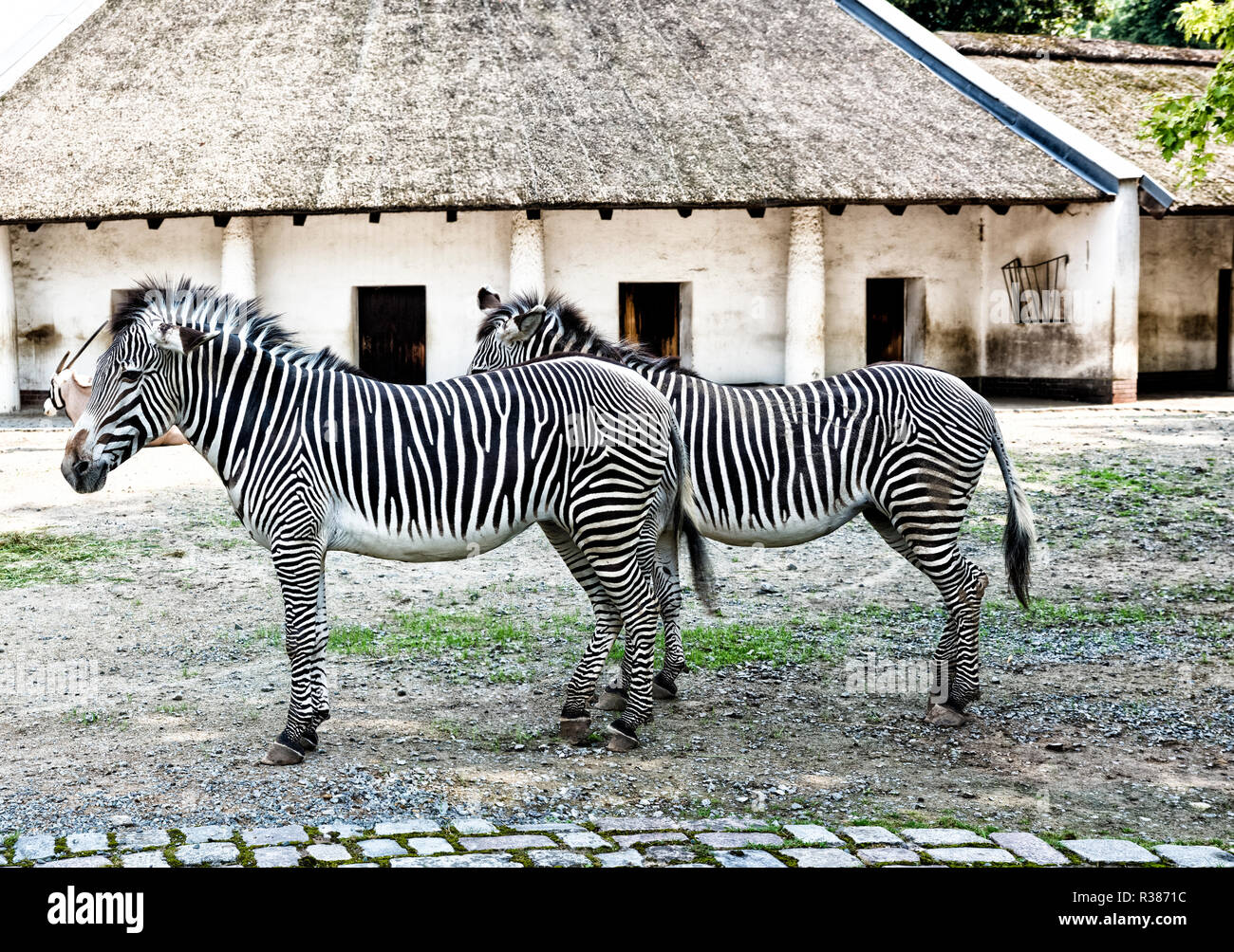 Berlin zoo zebra hi-res stock photography and images - Alamy