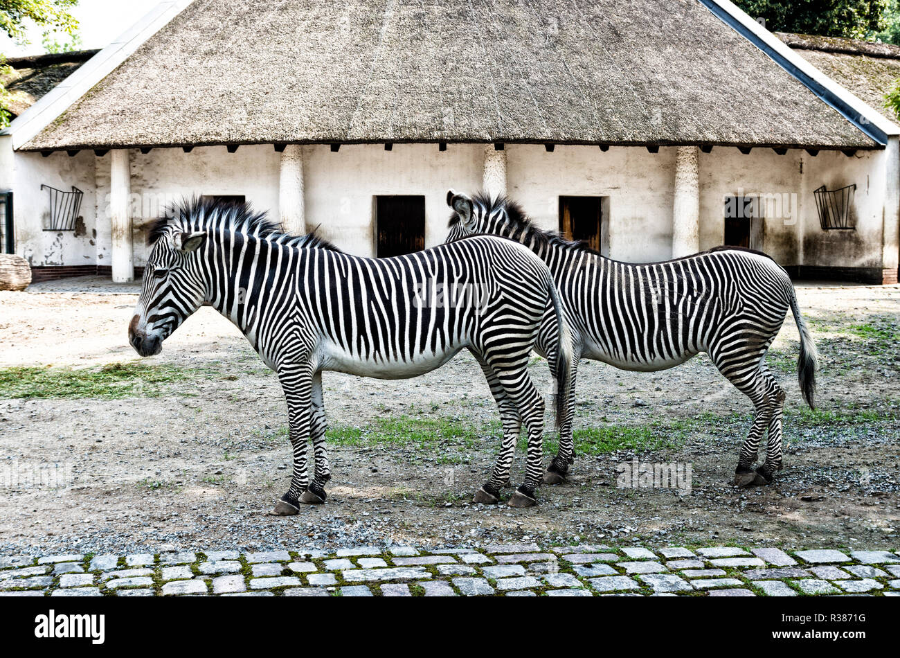 Berlin zoo zebra hi-res stock photography and images - Alamy