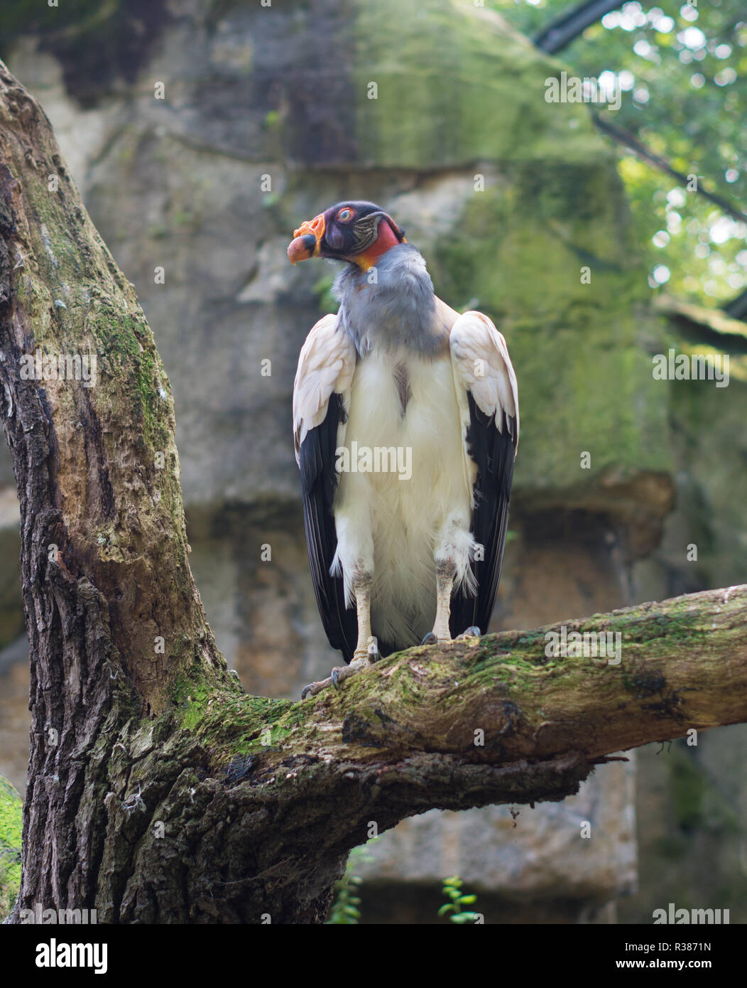 Emperor bird of paradise hi-res stock photography and images - Alamy