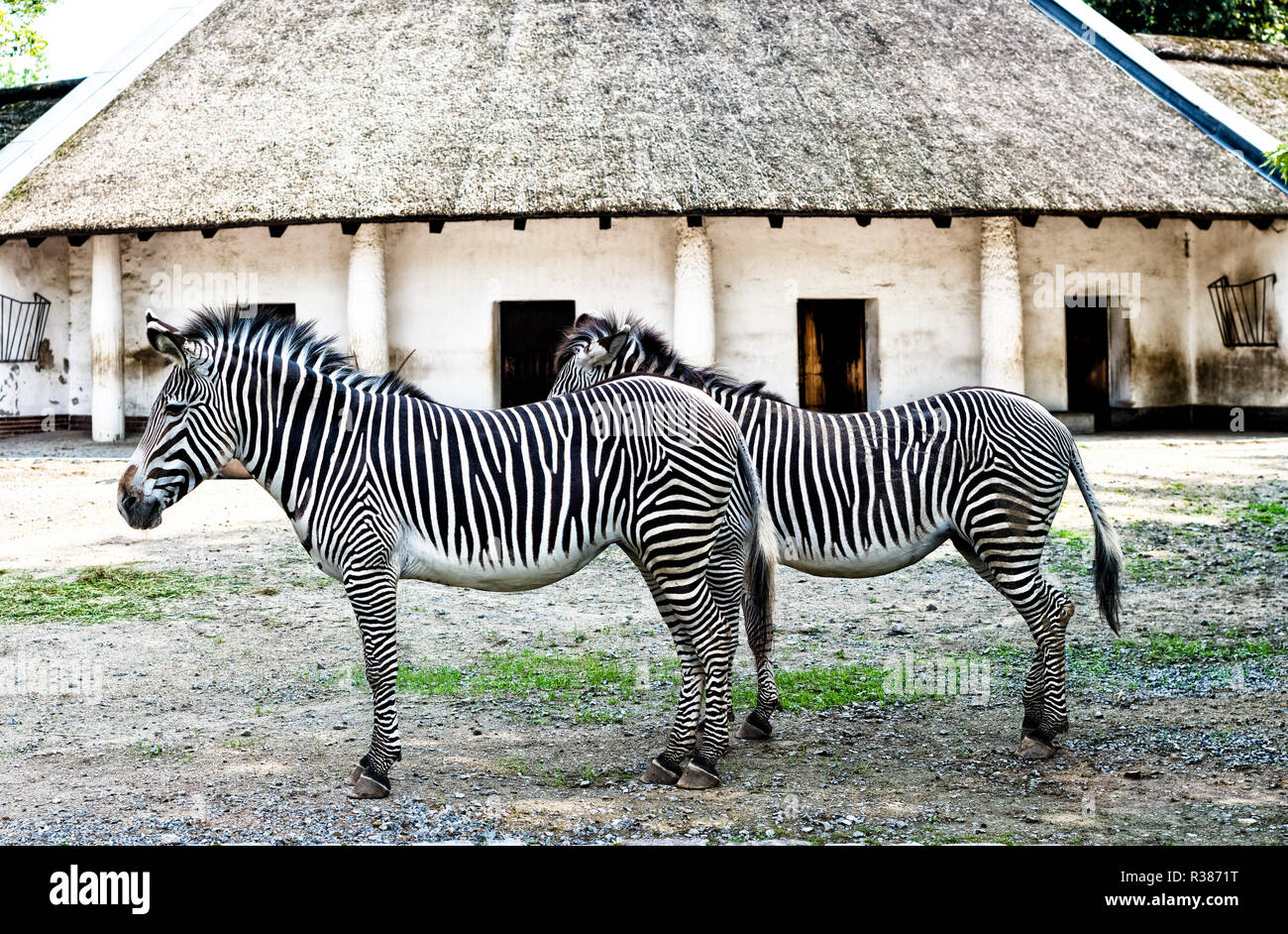 Berlin zoo zebra hi-res stock photography and images - Alamy