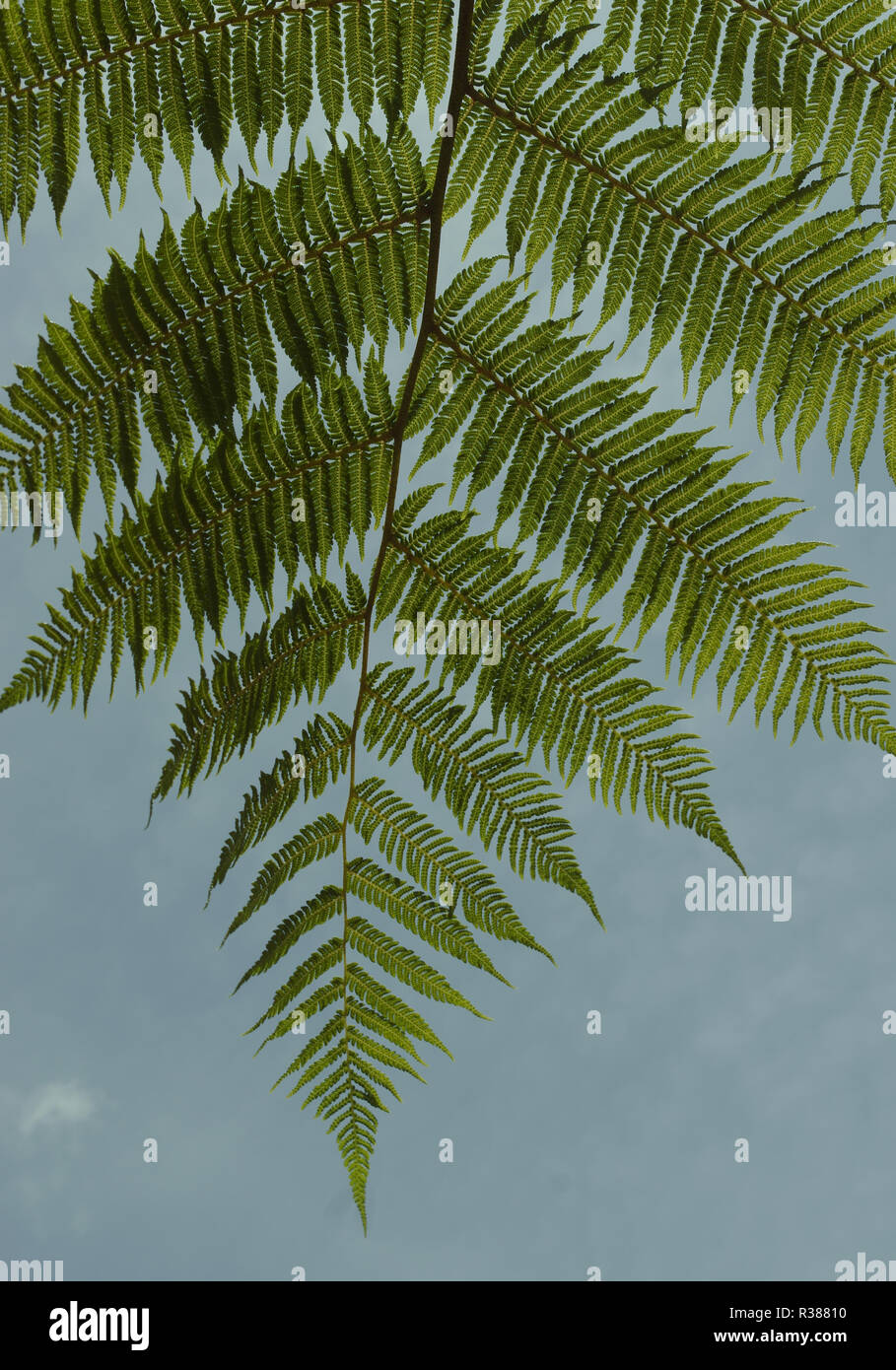 Tree fern silhouette hi-res stock photography and images - Alamy