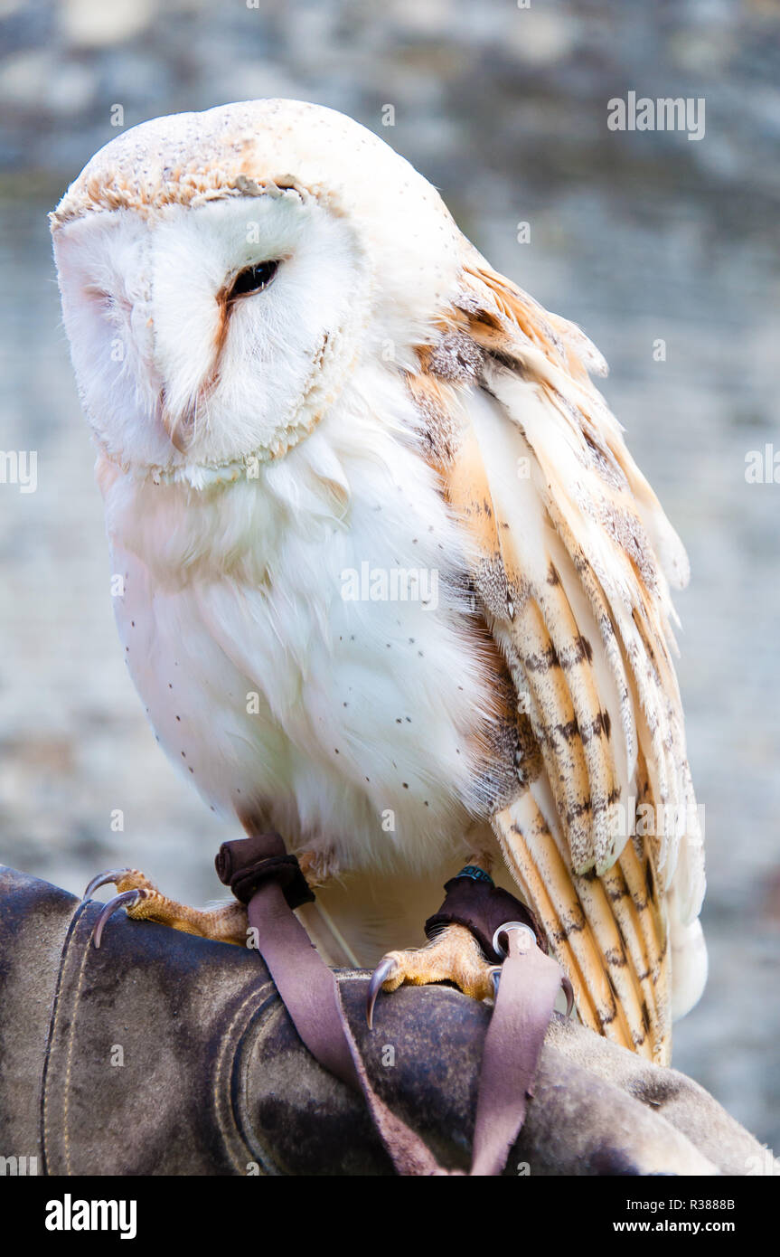 Short powerful beak hi-res stock photography and images - Alamy