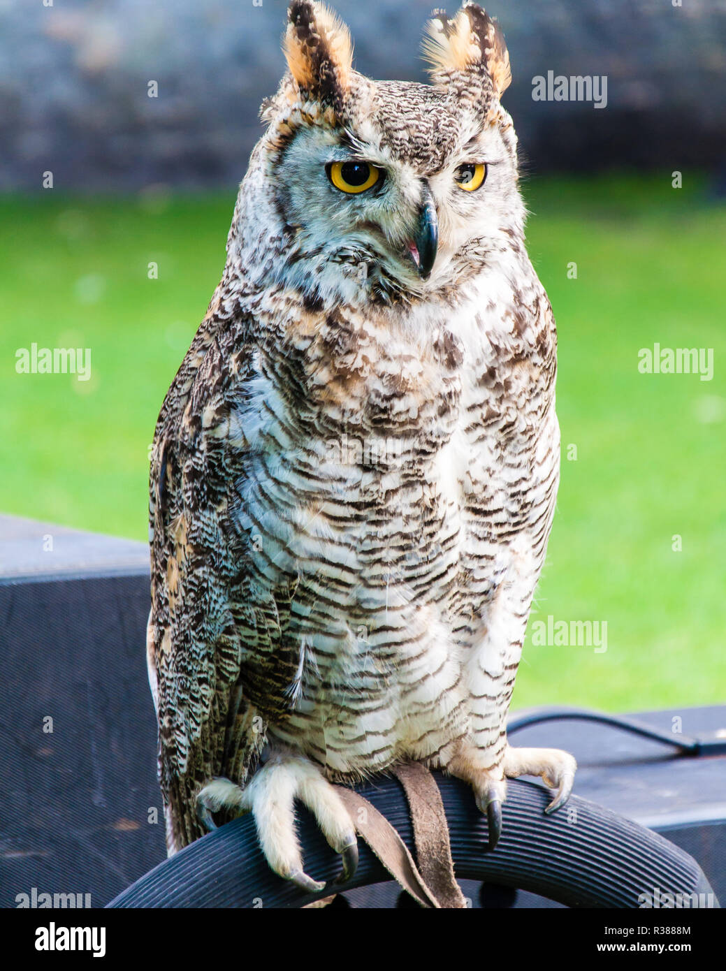 Predatory british eagle hi-res stock photography and images - Alamy