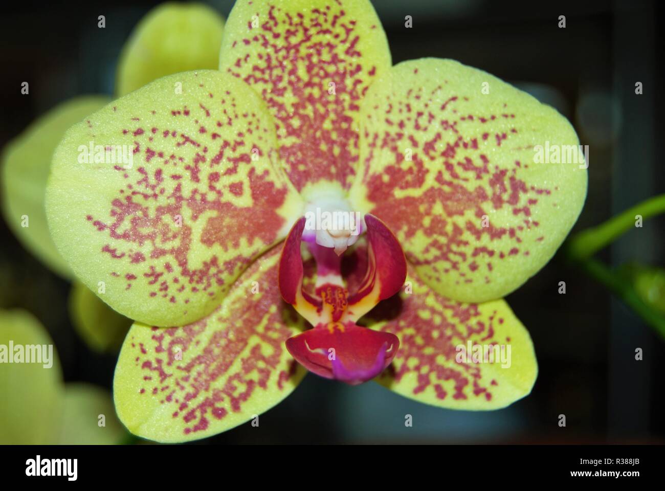 close up of an orchid flower with multiple colors Stock Photo - Alamy
