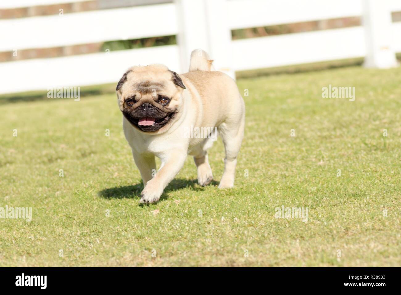 Apricot fawn pug hi-res stock photography and images - Alamy