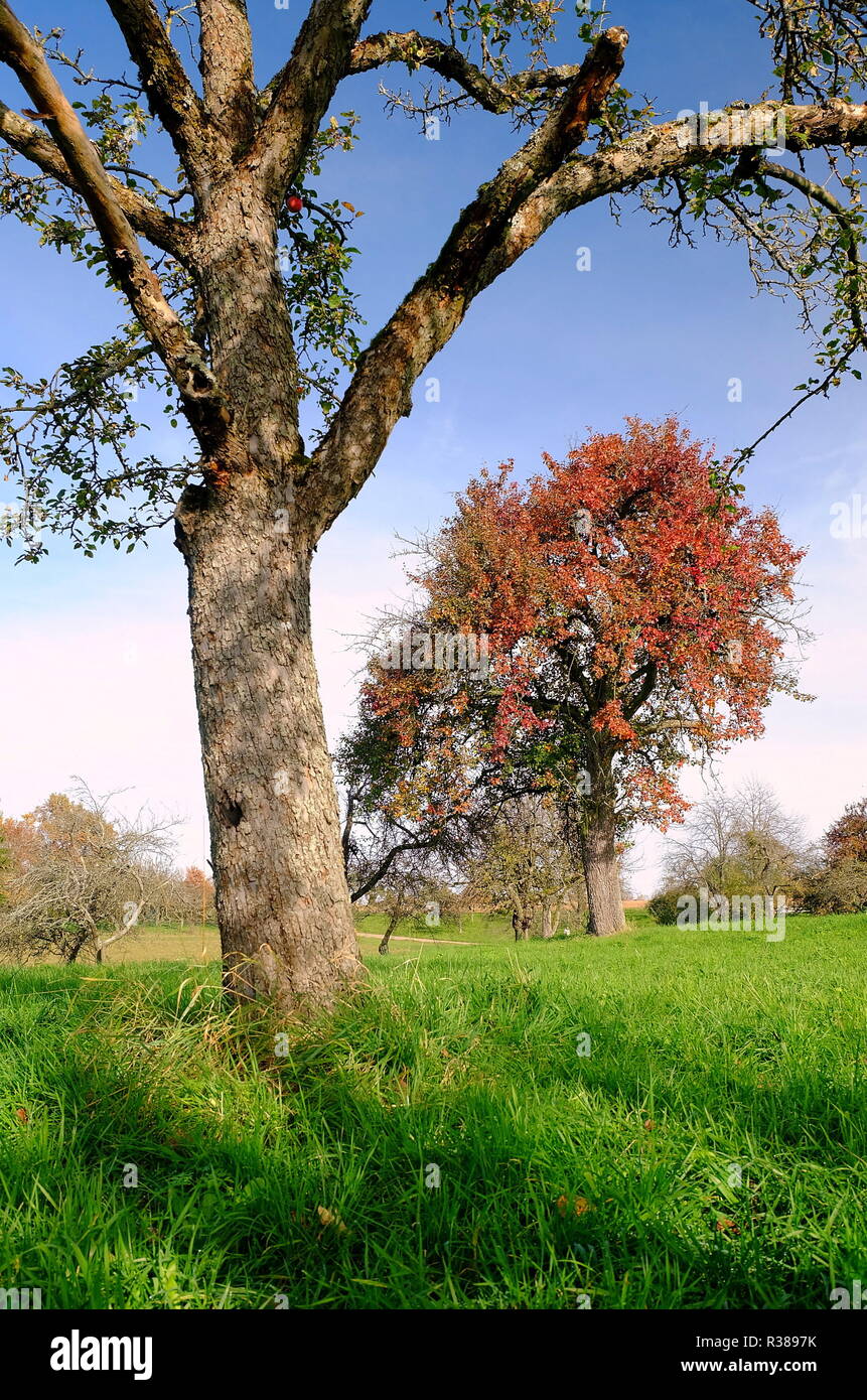 Pear tree trunk hi-res stock photography and images - Alamy