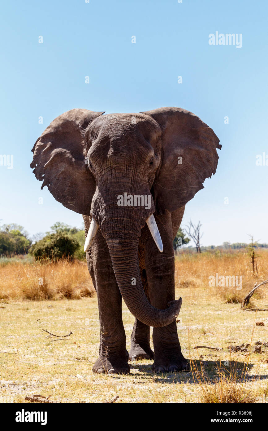 Kavango elephant hi-res stock photography and images - Alamy