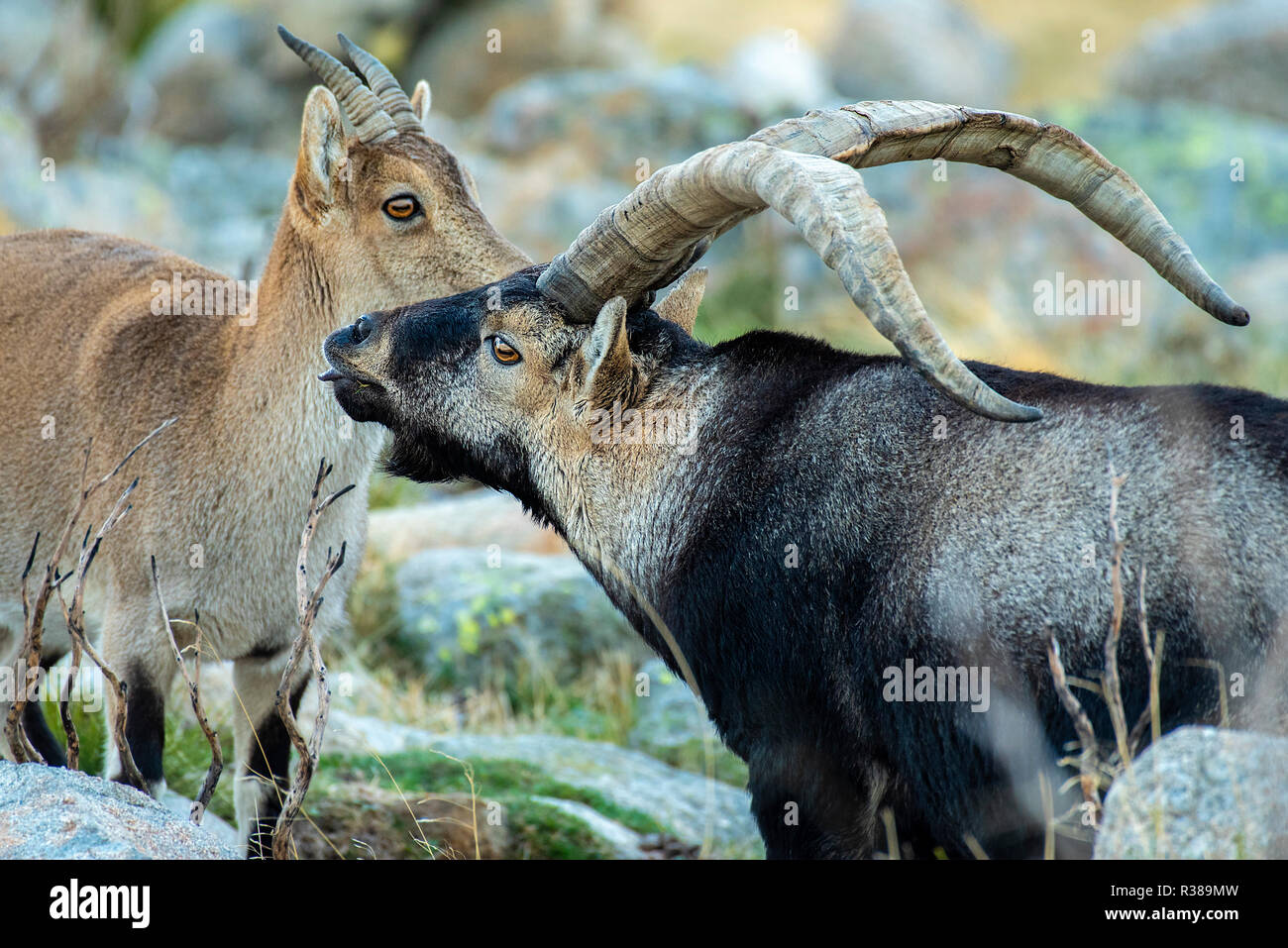 Goatish hi-res stock photography and images - Alamy