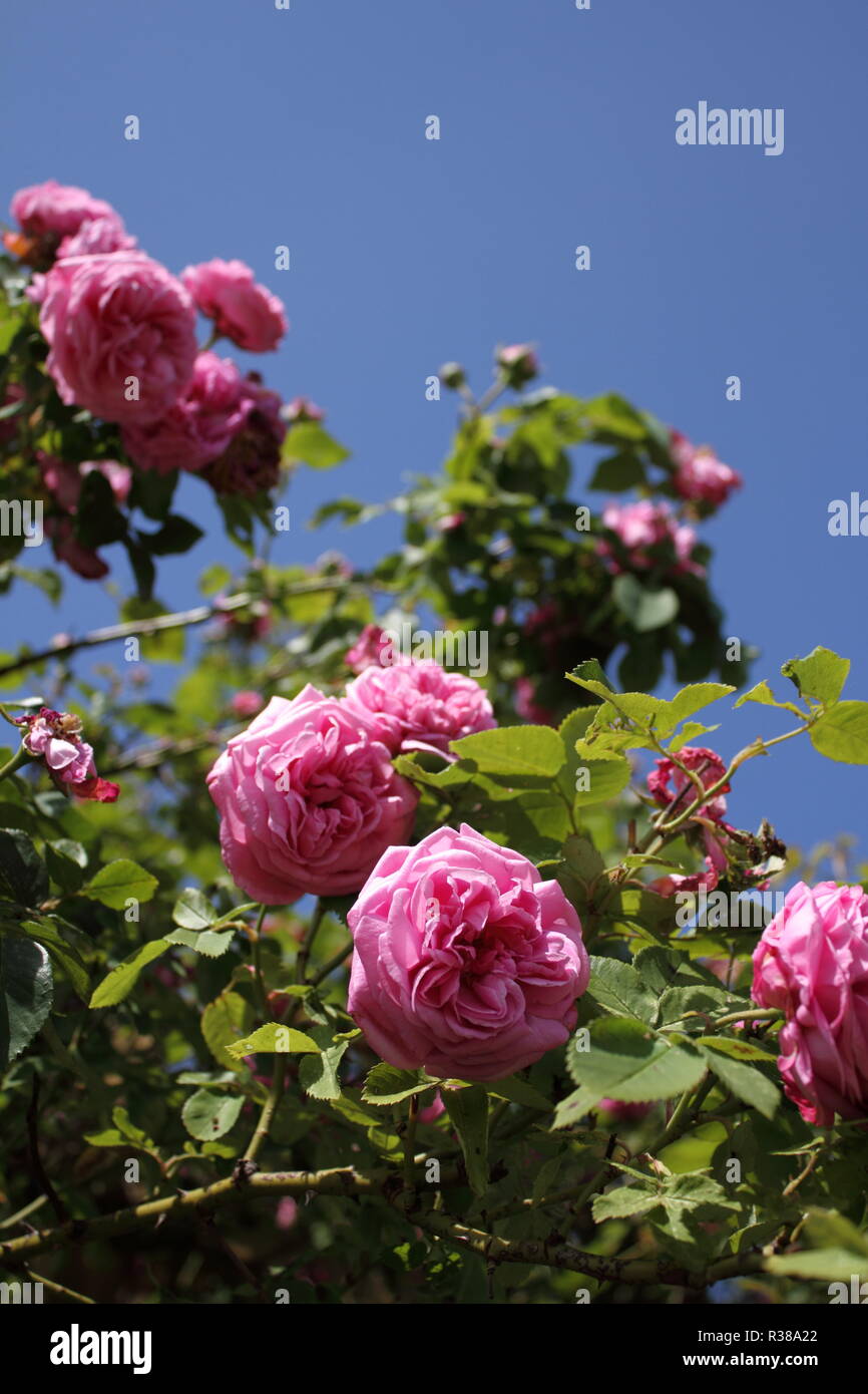 Bourbon rose hi-res stock photography and images - Alamy