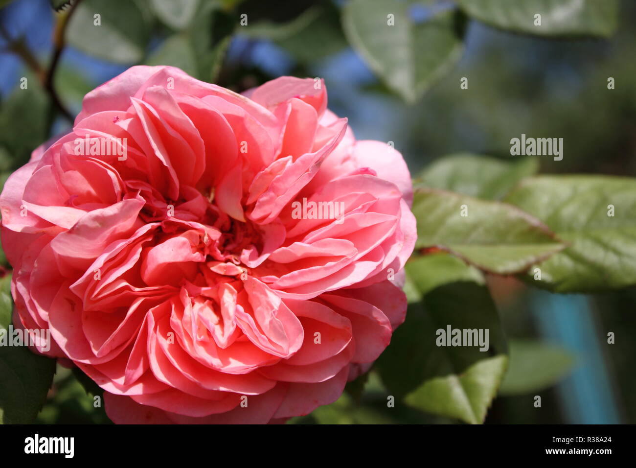 pink blooming roses Stock Photo - Alamy