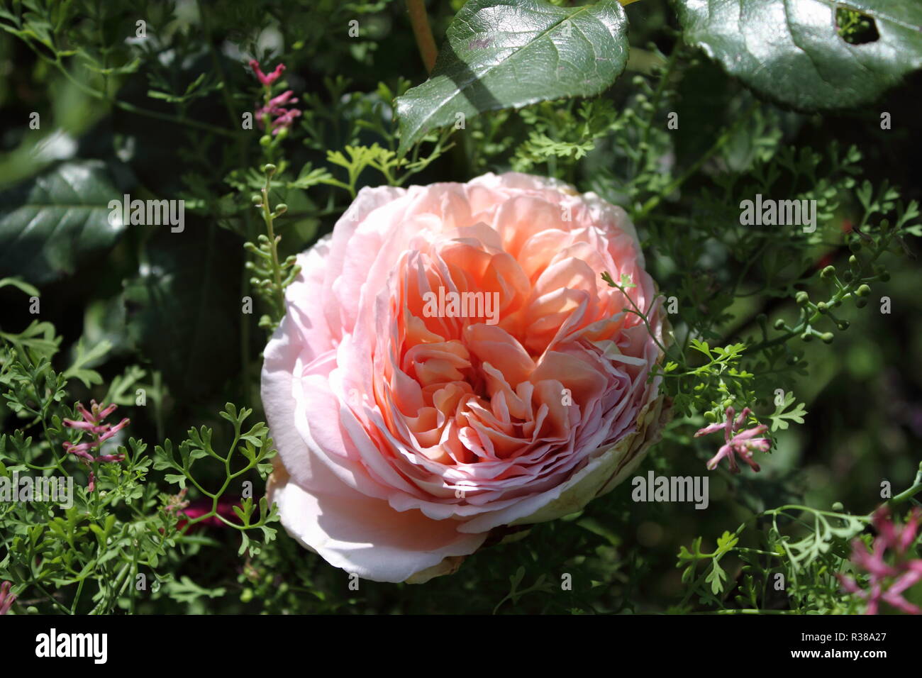 english rose grace Stock Photo - Alamy